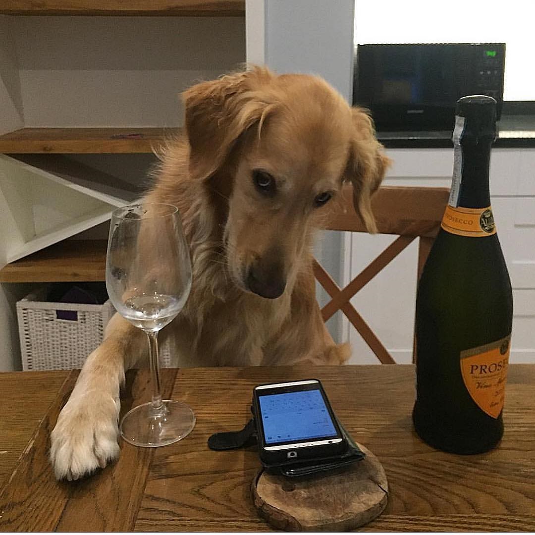 Photographer Takes Hilarious Photos Of Her Dog Doing Human Things, And ...